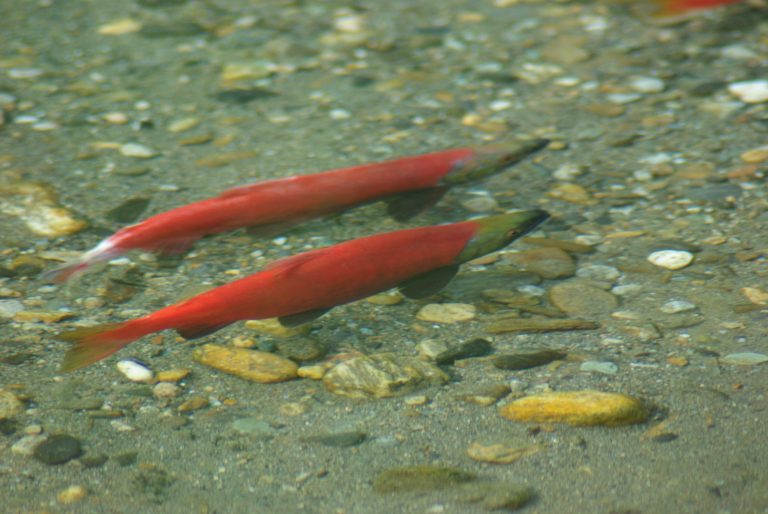 Kokanee - WeSportFish.com